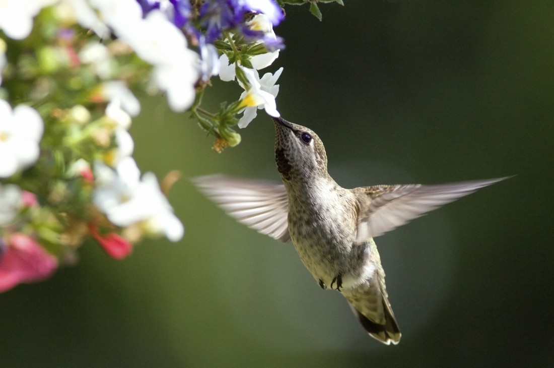 De kracht van de kolibrie – Inner Values